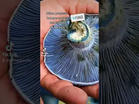 Hongos Azules (Lactarius indigo) - YouTube