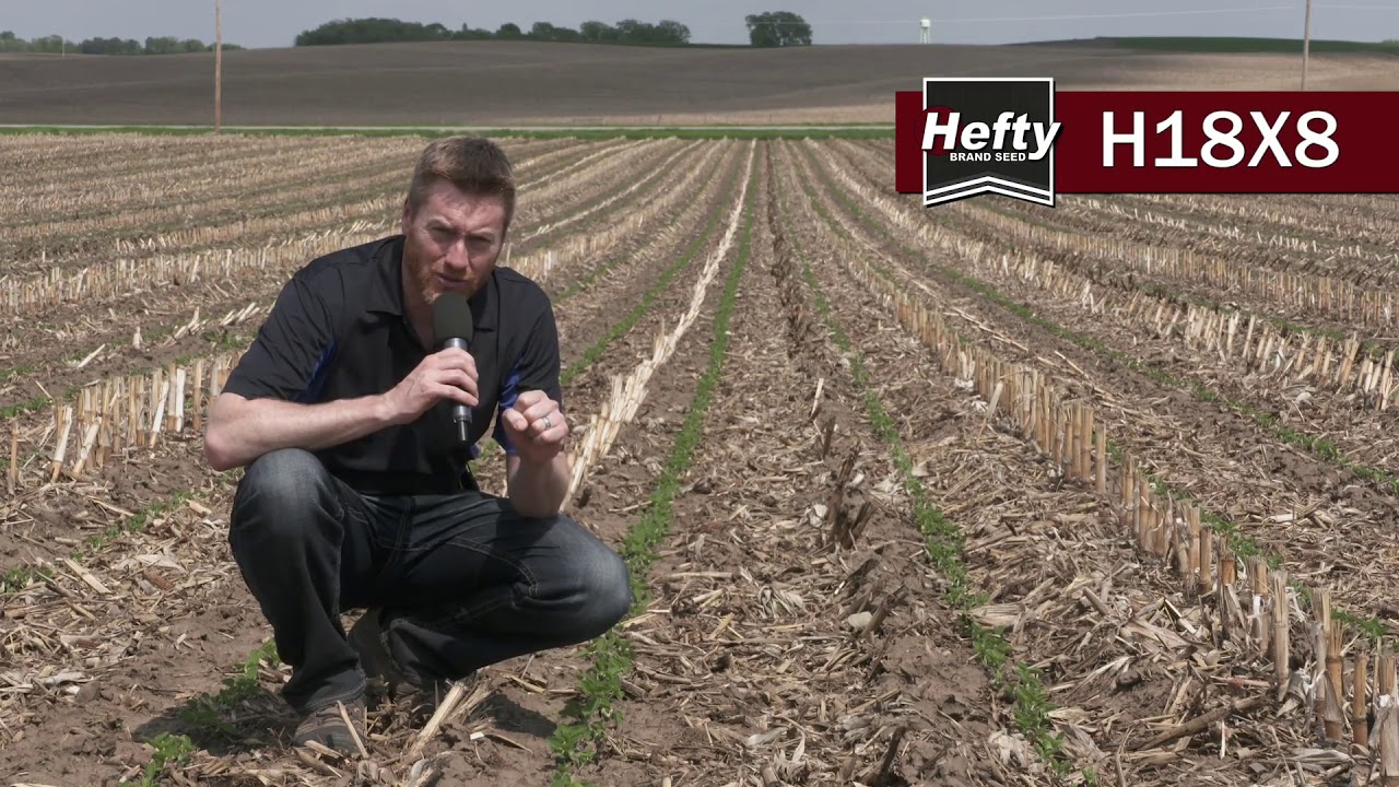 Hefty Brand Soybeans - H18X8 at Emergence - YouTube