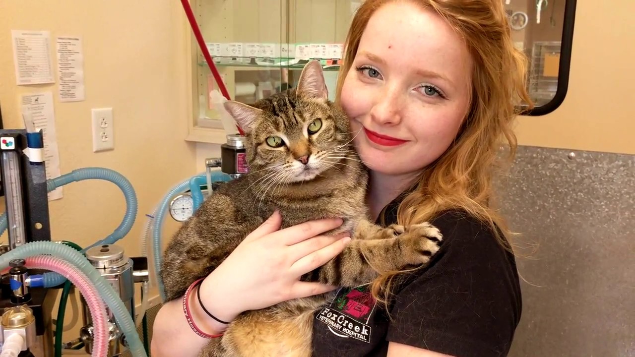 Poison - Cats - YouTube