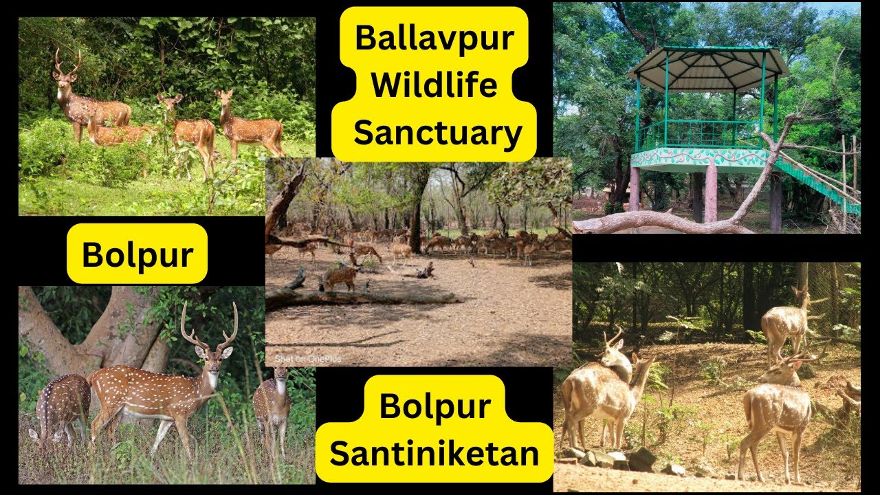 Ballavpur Wildlife Sanctuary Bolpur | Santiniketan tour 2023 | Deer ...