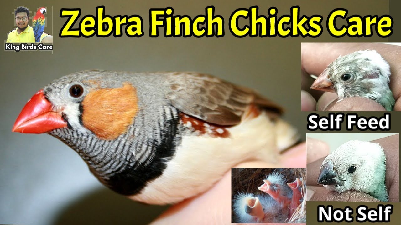Finch Care And Feeding