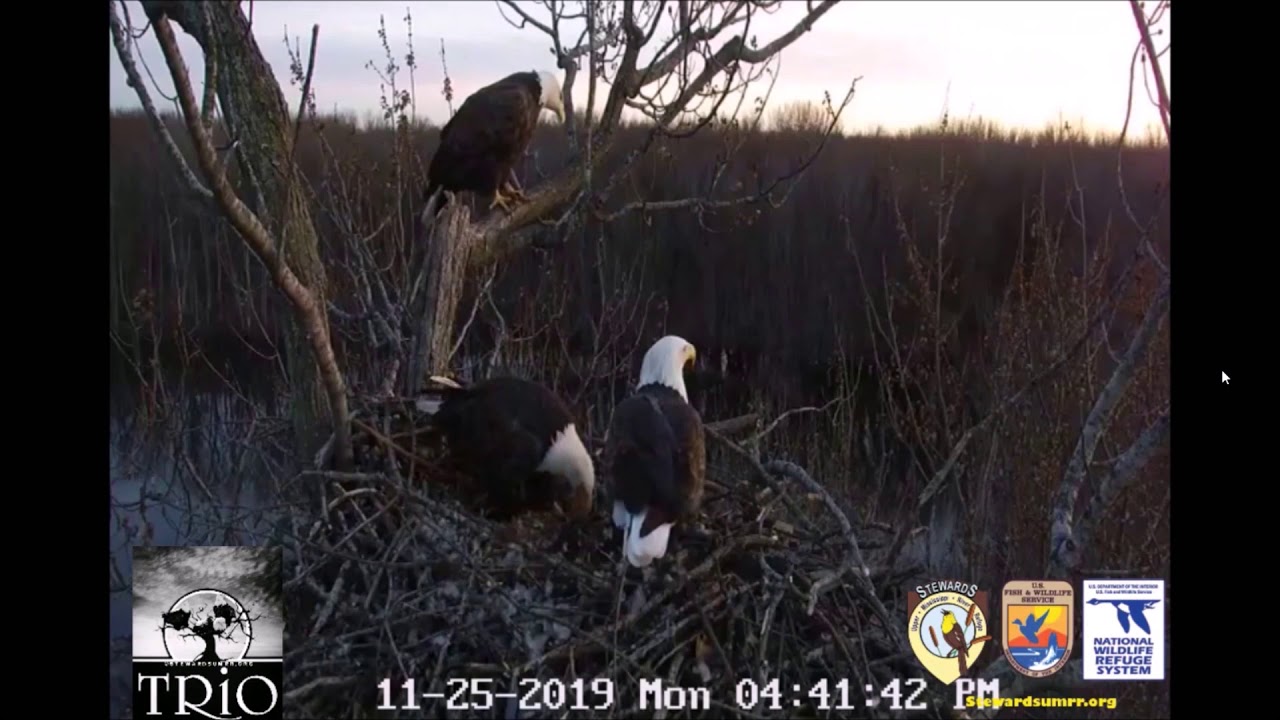 IL Trio Eagles: Trio Together, Mating Attempt, Nibbles 11-25-19 - YouTube