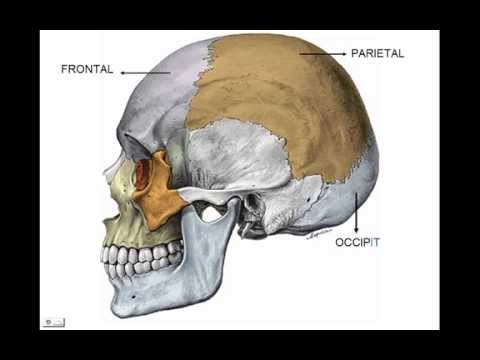 GENERALIDADES DE CRANEO - YouTube