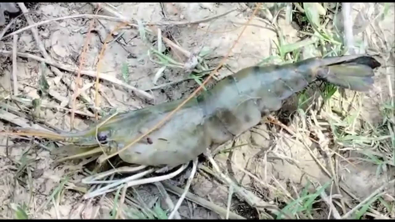 Ancient fishing techniques: Net fishing in rural village // Village ...