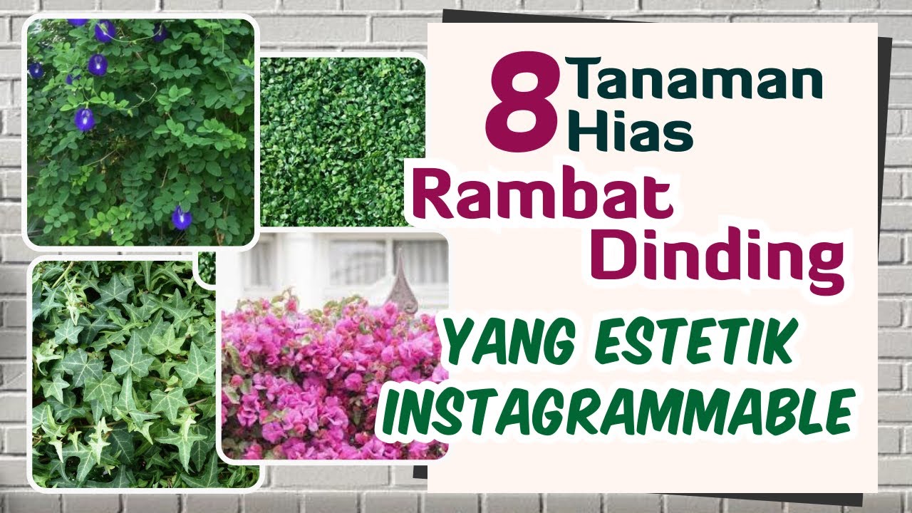 8 Tanaman Hias Rambat Dinding yang Estetik dan Instagrammable - YouTube