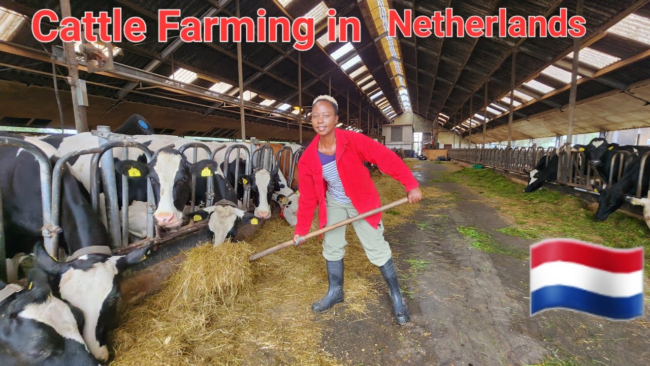 Modern Cattle Farming In Netherlands / Life In Netherlands - YouTube
