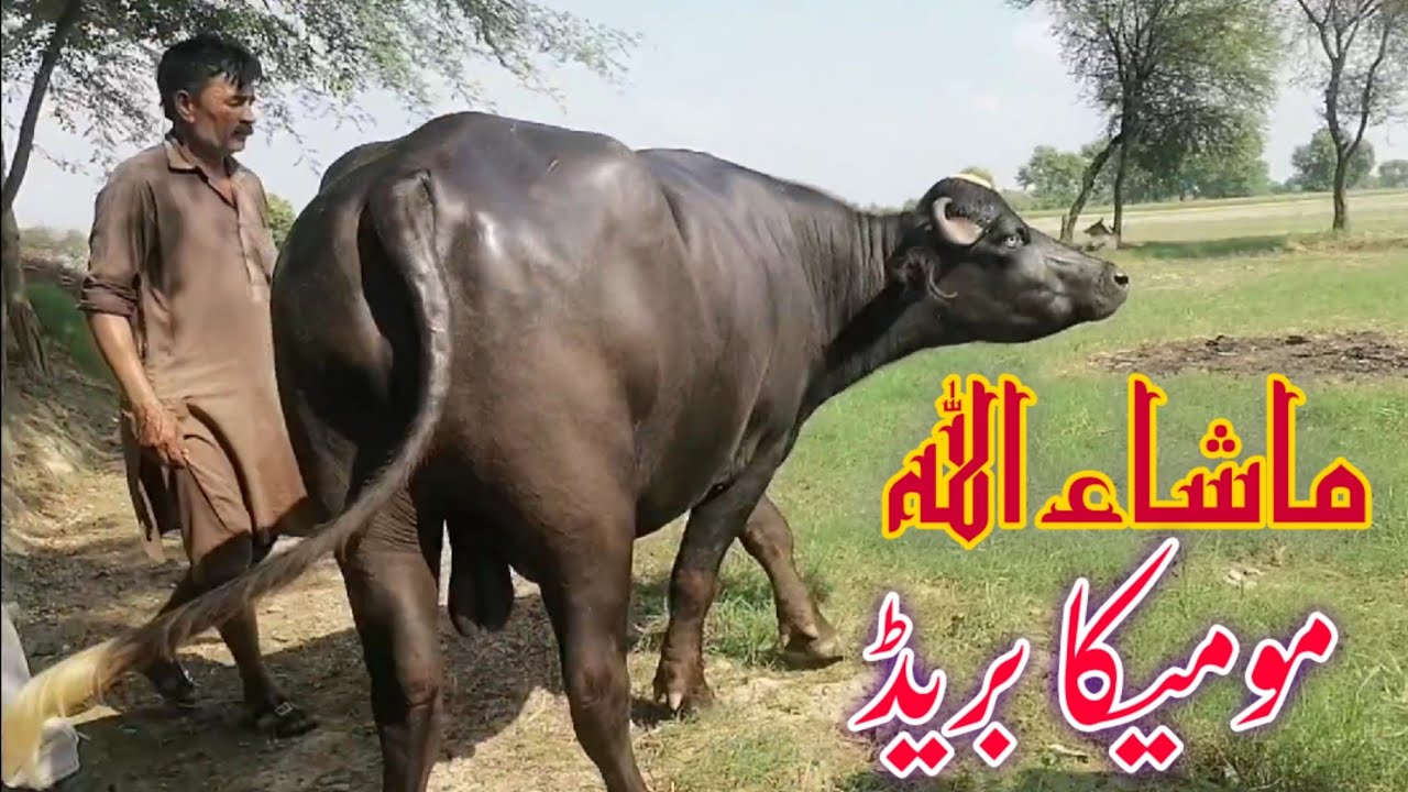 Top Nili Bull for sale in punjab pakistan on youtube September 23, 2023 ...