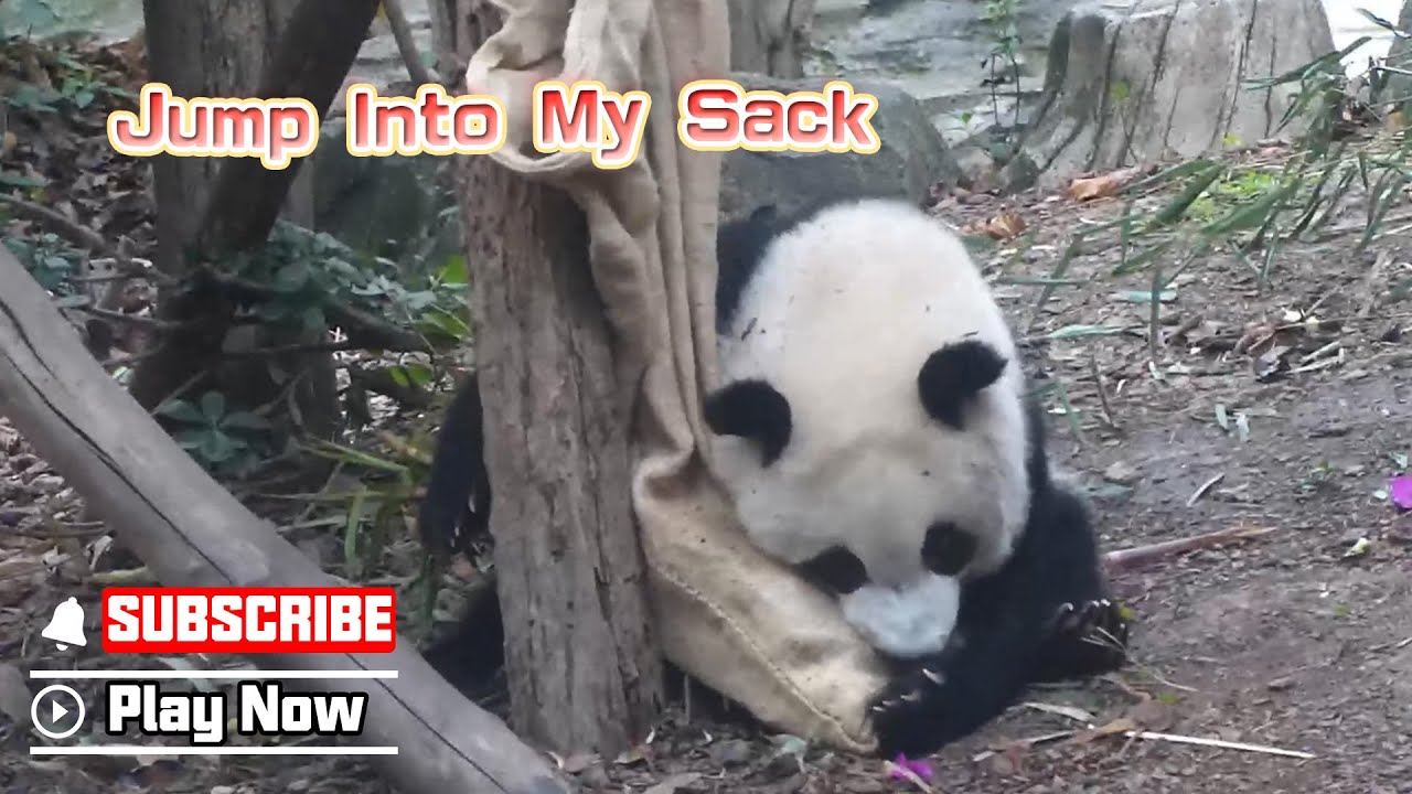 Sack Needed Here For Packing The Panda Back Home | iPanda - YouTube