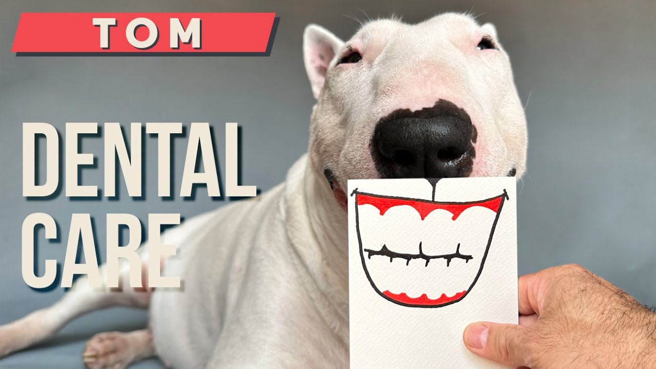 Bull Terrier Dental Care at home - YouTube
