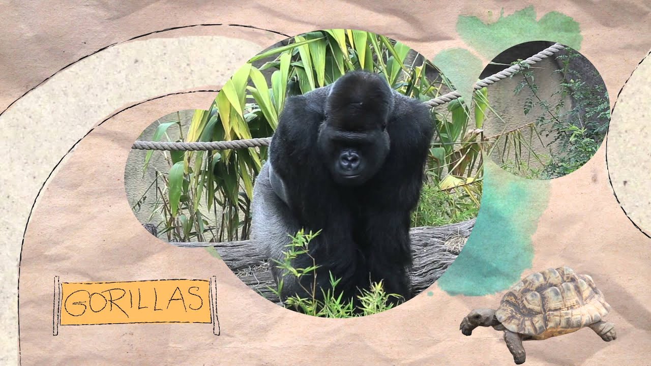 SB Zoo commercial - YouTube