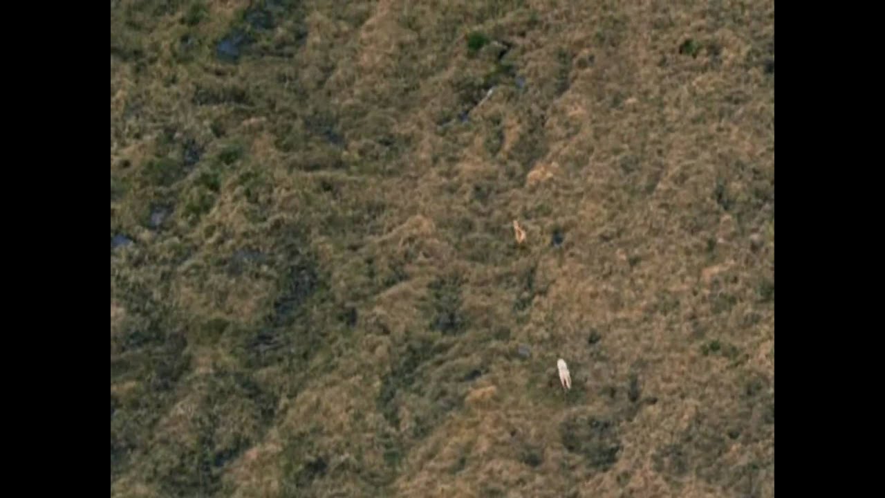 Arctic Wolf Chasing Calf - YouTube