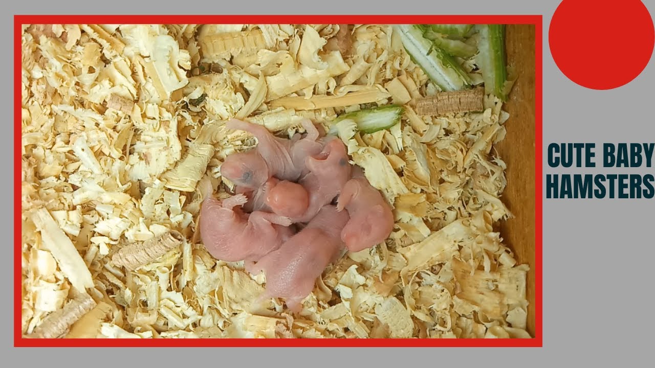 Hamster Babies and Hamster Mother , She gave birth to 06 babies who ...