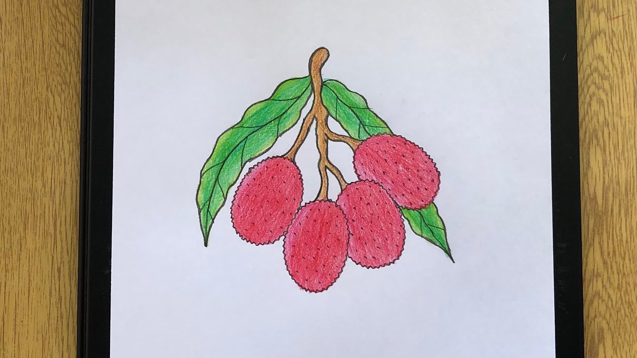 How to draw Litchi step by step / Drawing litchi fruit easy / Litchi ...