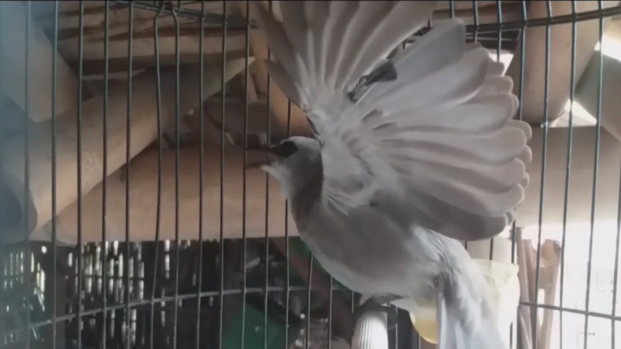 Trucukan gacor GARUDA bikin gacor buat Pancingan trucukan agar bunyi ...