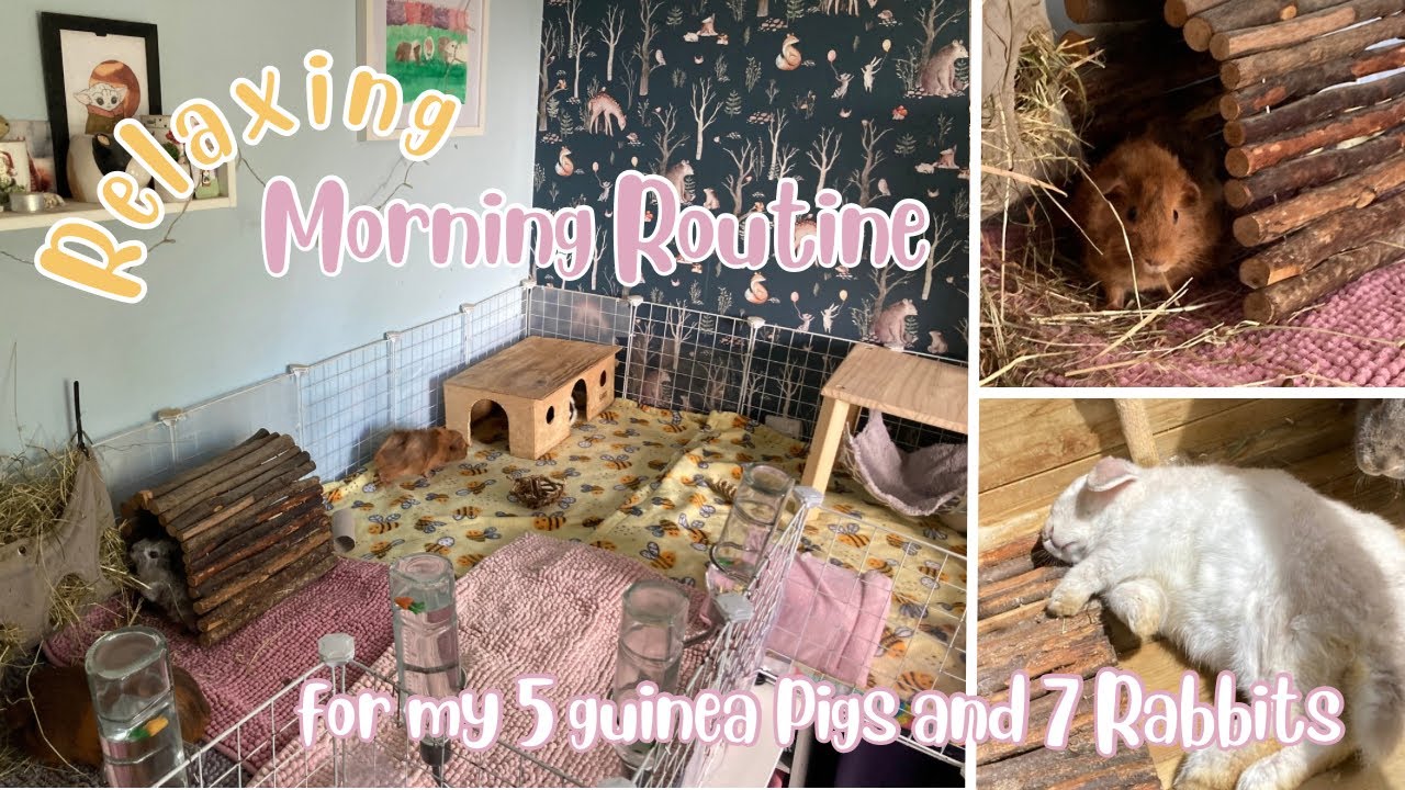 RELAXING PET MORNING ROUTINE 🐰🐹 | Morning Routine for 5 Guinea Pigs, 7 ...