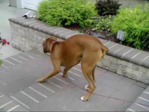 Butt-Waggin Boxer - YouTube
