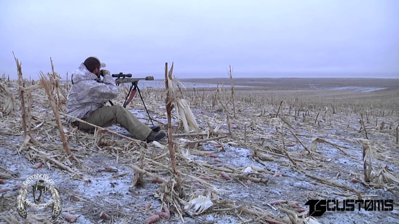Coyote Hunting, 3 Coyotes: 1st Annual Cheyenne River Classic Calling ...