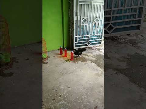 Cara usir ayam dengan cairan berwarna merah,...  Hmm