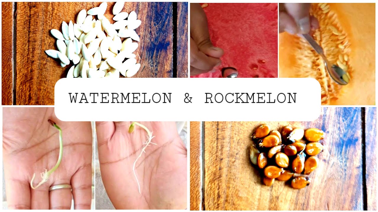 How to grow Watermelon and Rockmelon from seed Part1| Paper towel ...