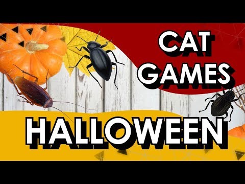 Halloween Cat Game 2019 - YouTube