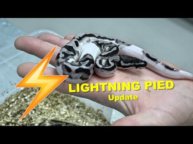Lightning Pied Ball Python