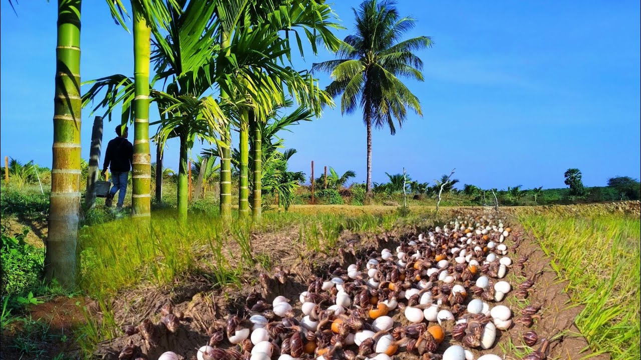Best hand fishing - a fisherman pick a lots of eggs duck & strange ...