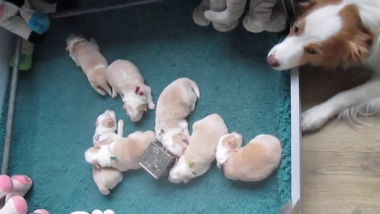 A-nest 1 week puppy filmpje 3 Febr. 2020 - YouTube