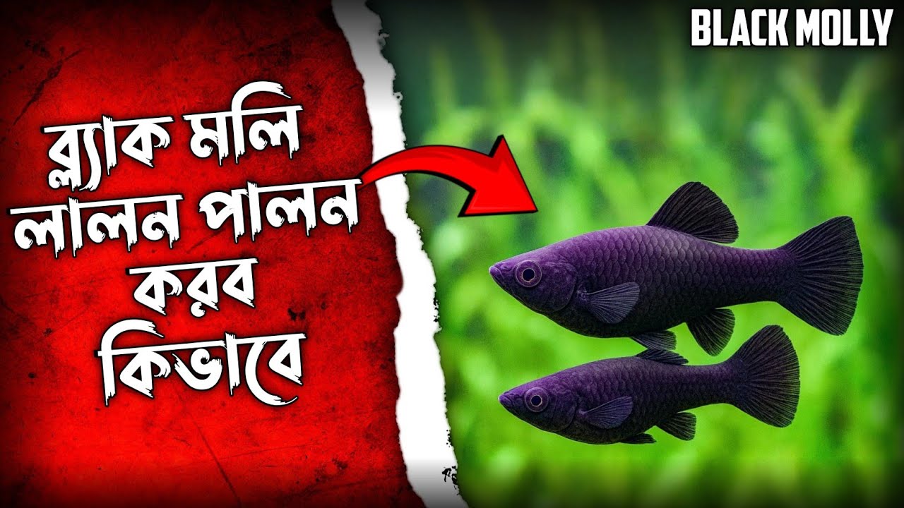 Black Molly Fish Care Guide | ব্ল্যাক মলি মাছের যত্ন - YouTube