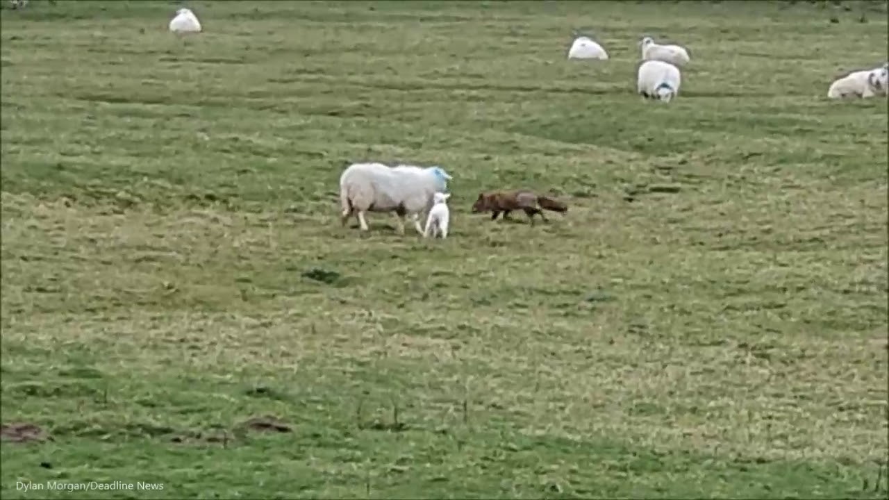 “That’s one good mumma sheep” Sheep seen scaring off "little f****r ...