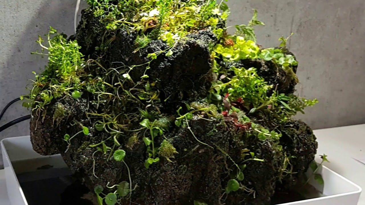 "Wabi Kusa" waterfall creation by Sascha Hoyer AquaArtist Part 3 ...