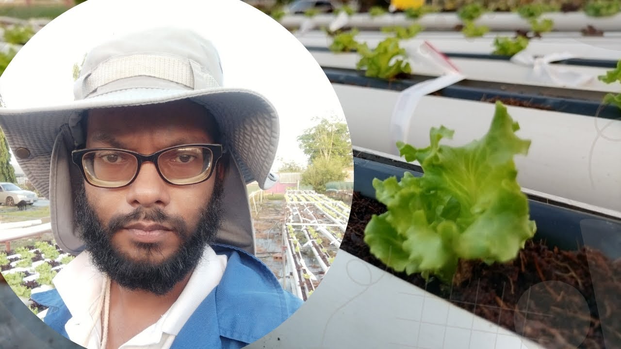 How to Master Lettuce Production: Hydroponic Farming Techniques - YouTube