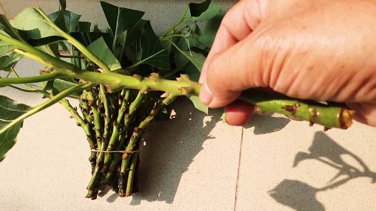 Cara Mudah Stek Pucuk Alpukat - YouTube