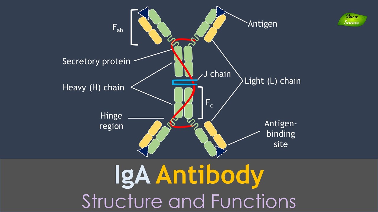 IgA antibody | Antibodies | Notes | Immunology | Basic Science Series ...
