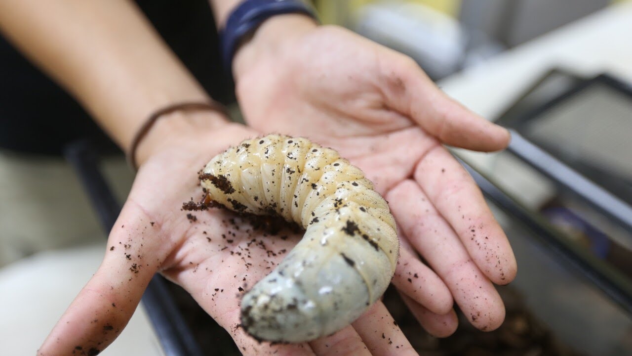 Unlocking the Hidden Secrets of the Hercules Beetle's Life Cycle - YouTube