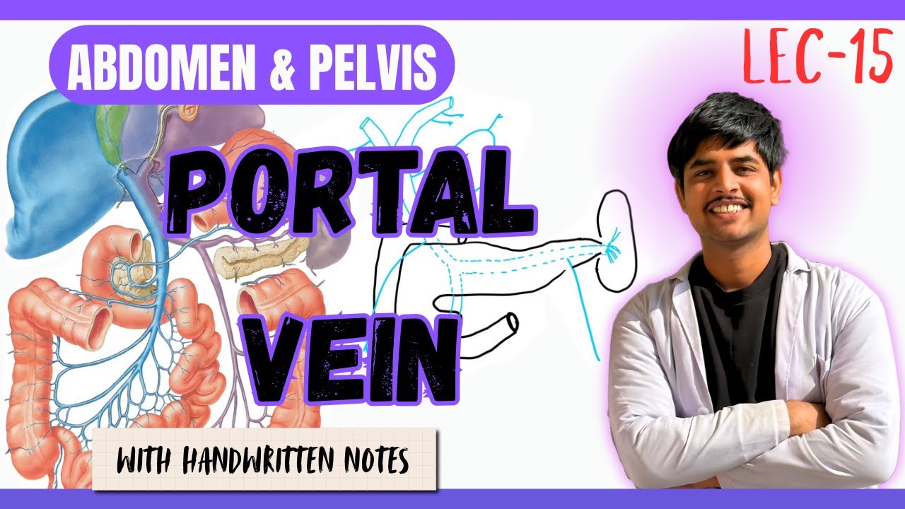 Portal vein anatomy | course , tributaries , parts & relations of ...