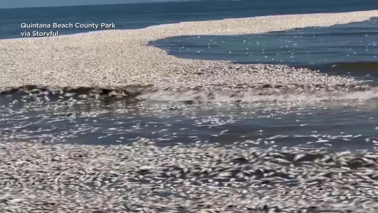Thousands Of Dead Fish Wash Up Along Texas Gulf Coast - YouTube