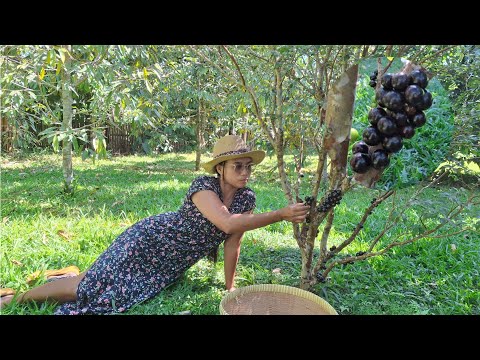 #slowliving Di Lombok [Jaboticaba harvest time] 🤩 \