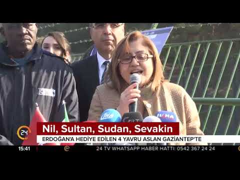 Cumhurbaşkanı Erdoğan'a Sudan'da hediye edilen aslanlar Türkiye'ye getirildi