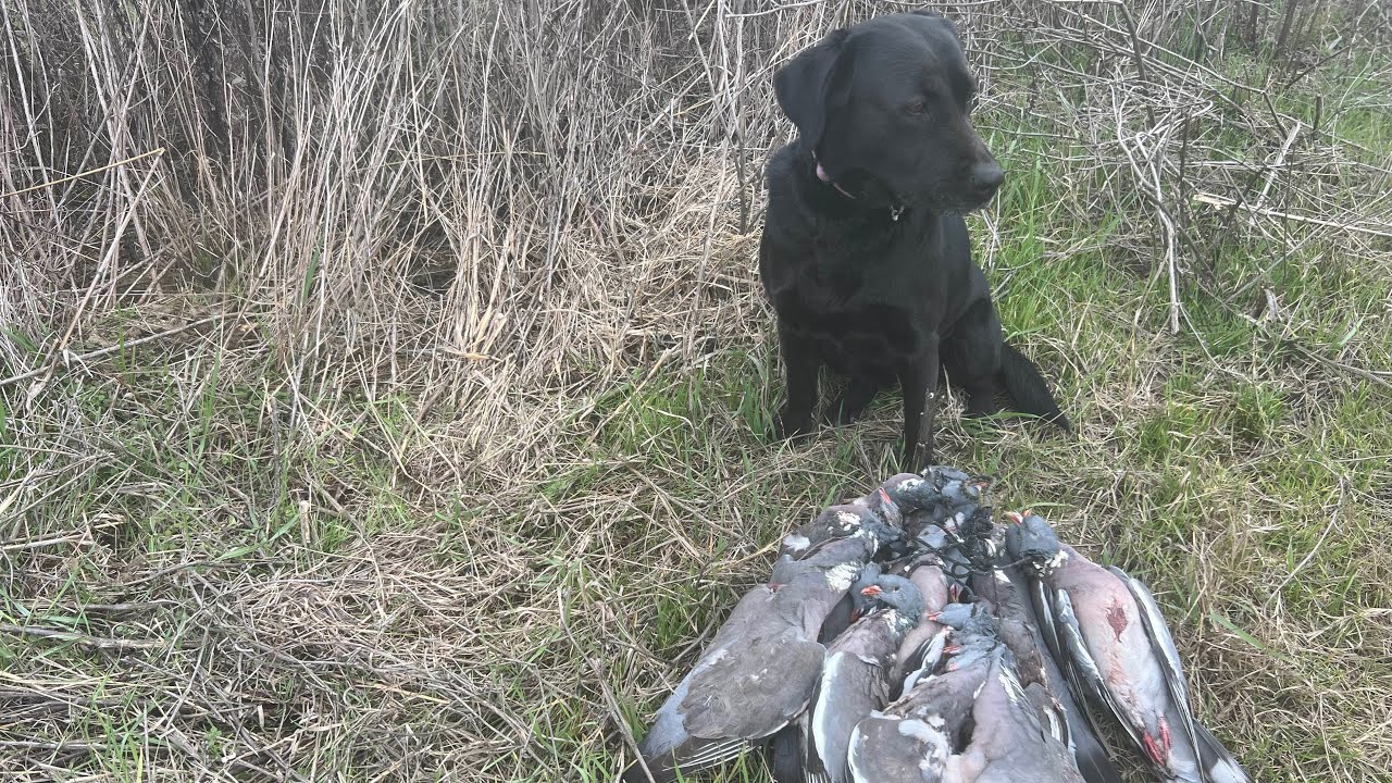 ΚΥΝΗΓΙ ΦΑΣΣΑΣ 2024-2025 #shotkam #hunting #pigeonhunting chases aux ...