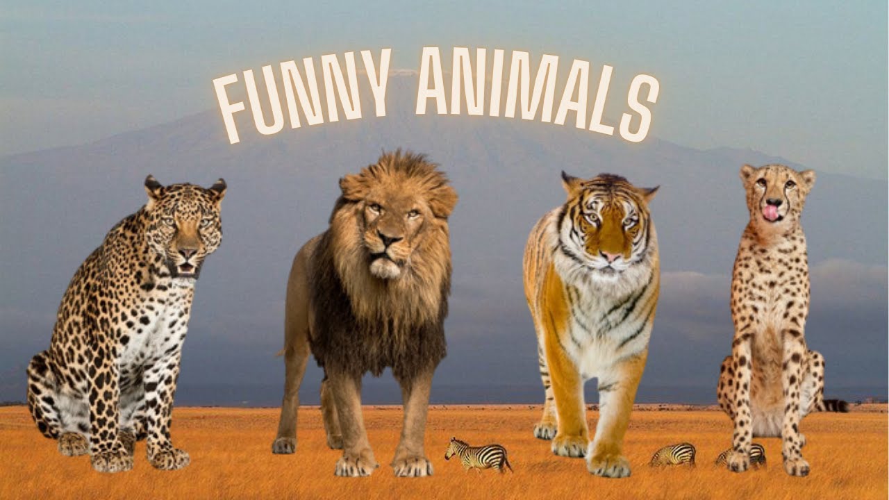 Big Cat Family / Funny Animals / Big Cats : Lion, Cheetah, Tiger ...