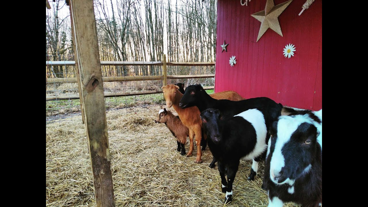 THE BUBBLY GOAT | GOAT BARN CLEANING DAY - YouTube