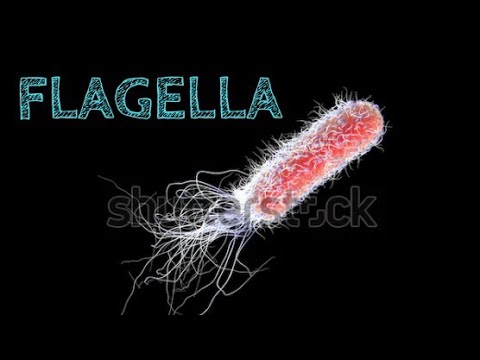 Flagella ( structure, types and function) - YouTube