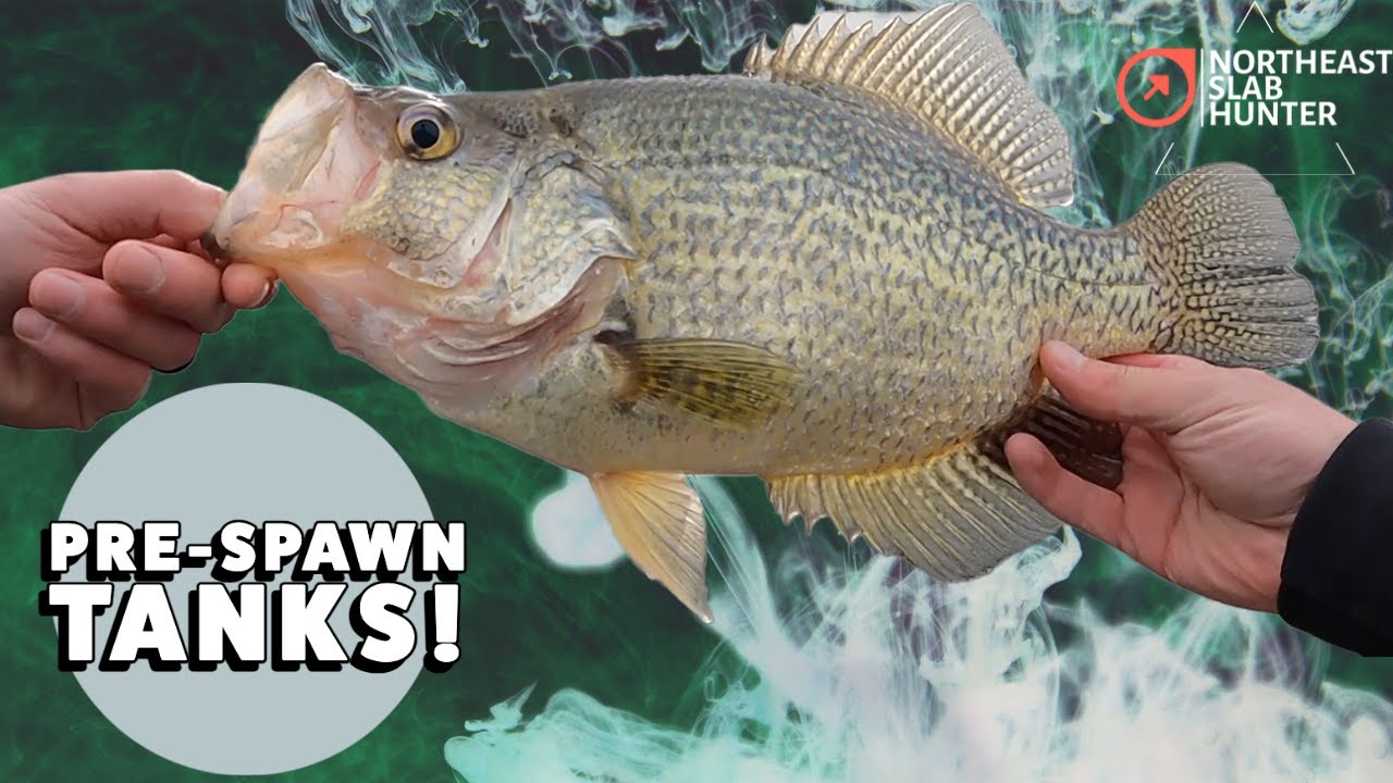 PRE-SPAWN SLABS! Fishing Deep Brush Piles - YouTube
