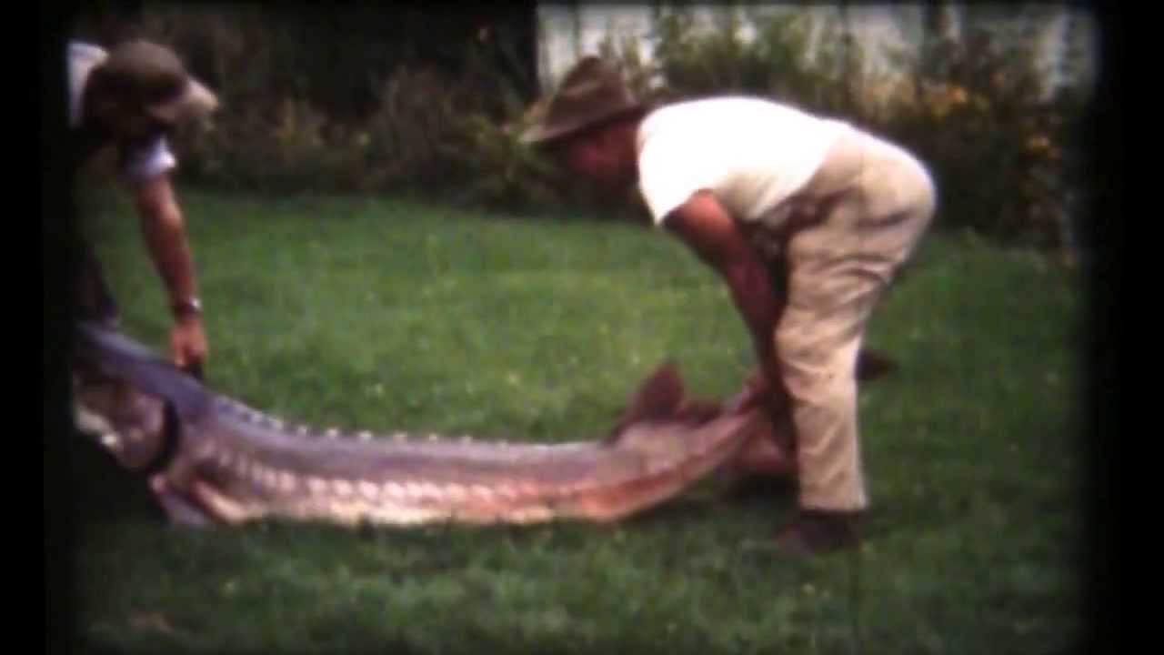Snake River Sturgeon fishing 1950's - YouTube