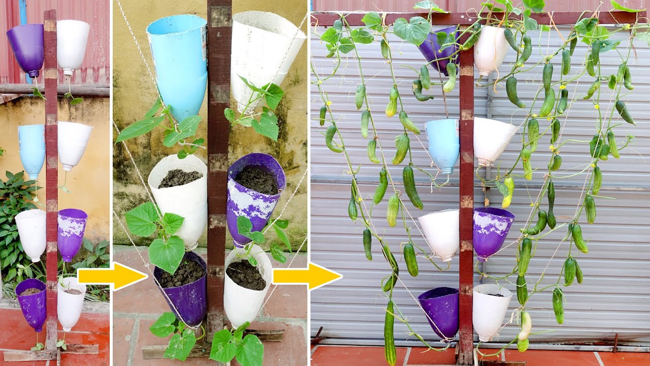 How to easily grow Cucumbers in hanging garden, grow Cucumbers from ...