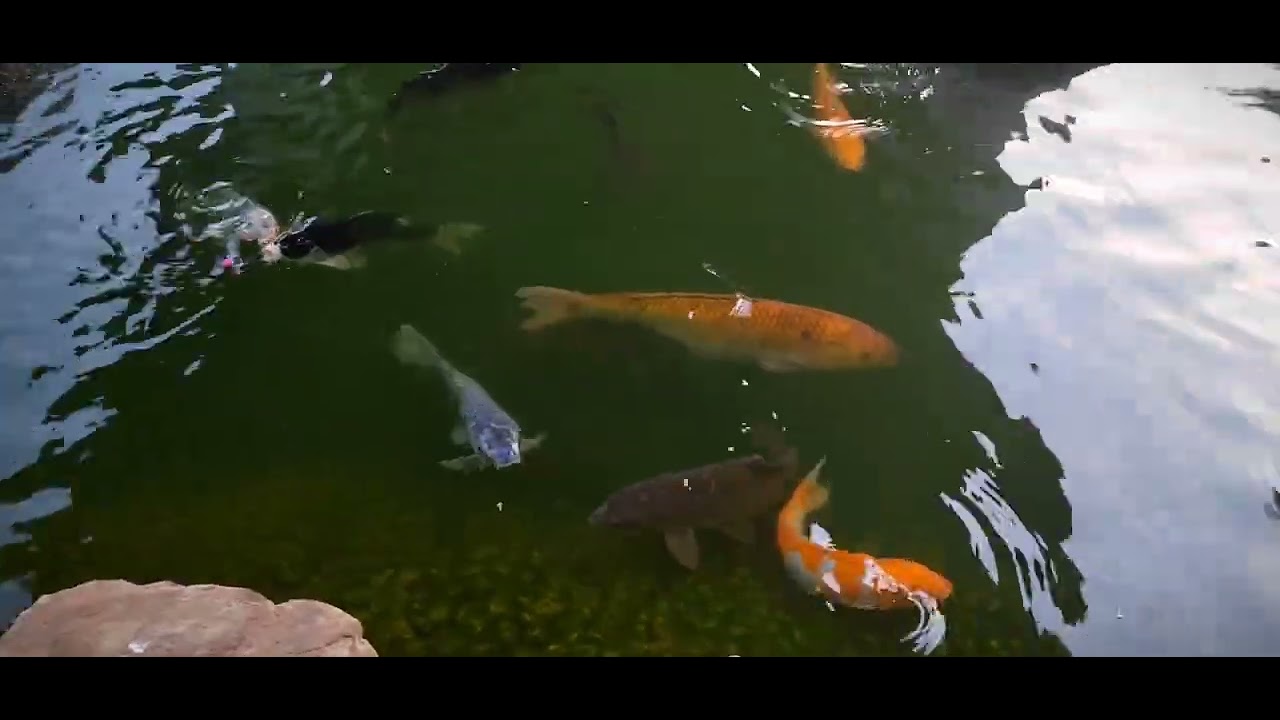 Colorful japanese koi crap fish | Tokyo | Japan - YouTube