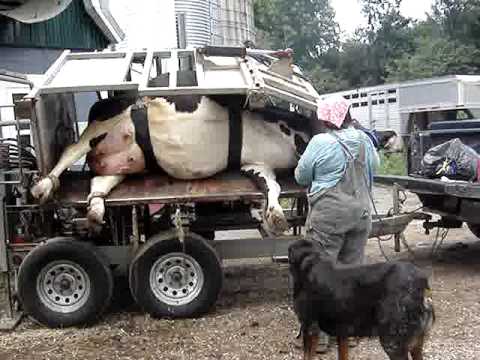 Cow Hoof Trim - YouTube
