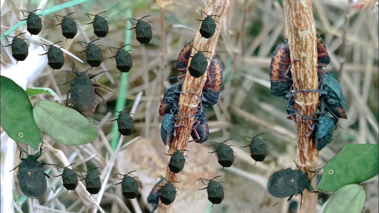 Many small Dung beetles live on one small tree This is not the horned ...