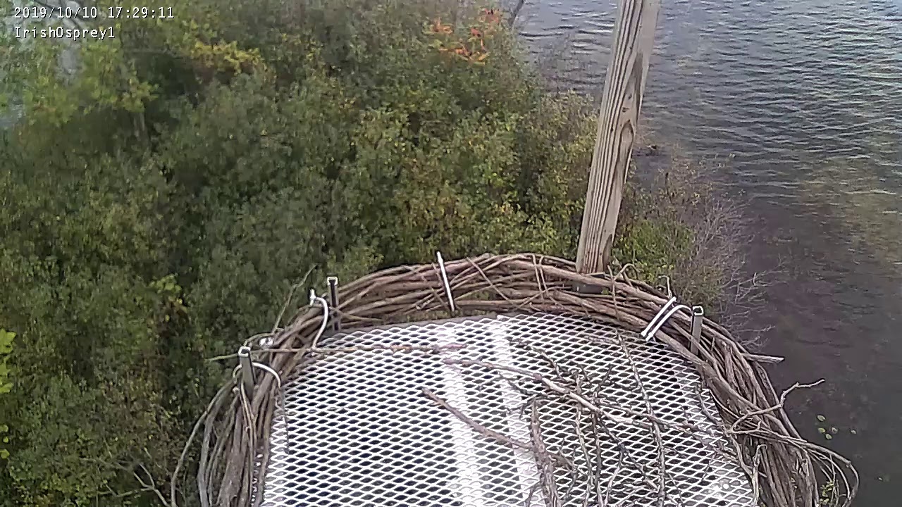 Irish Osprey Live Stream - YouTube