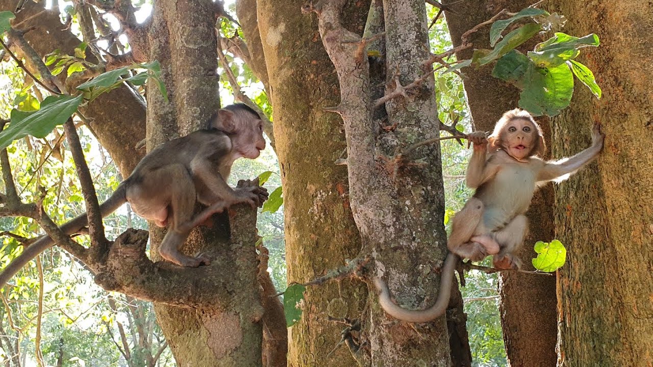 These two monkeys play in the trees without fear of falling - YouTube